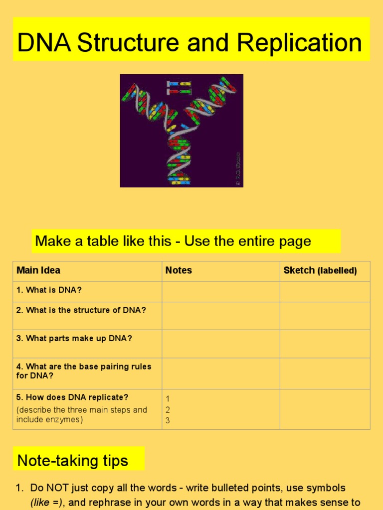 DNA Study Guide for Students | PDF | Dna | Dna Replication
