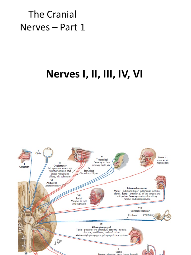 4 - Cranial Nerves 1, 2, 3, 4, 6 | PDF | Neuroscience | Neuroanatomy