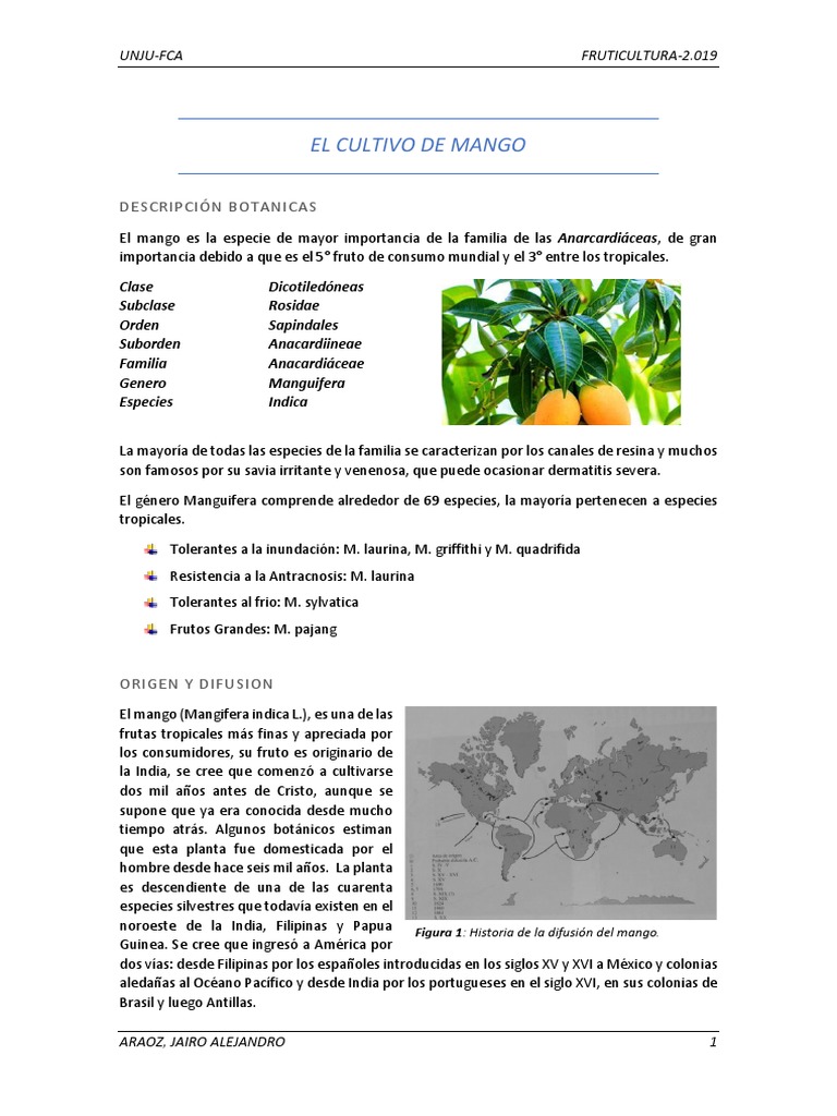 Cultivo de mango- 1 | PDF | Mango | Antioxidante
