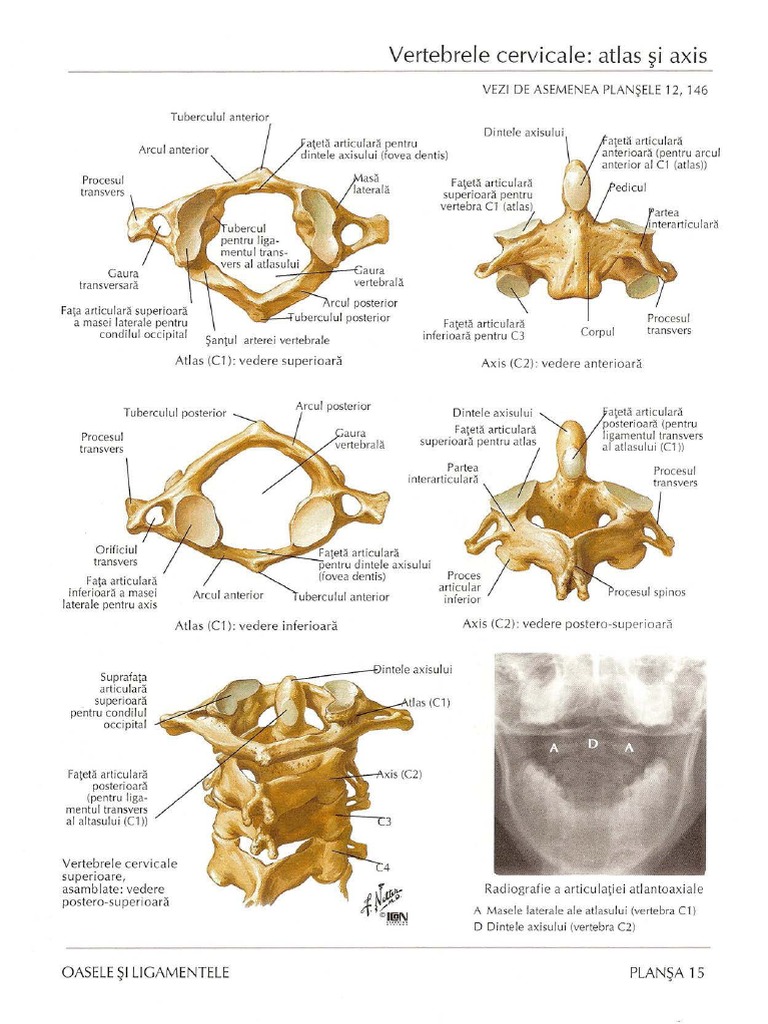 Merged - Netter - 3rd Edition PDF | PDF
