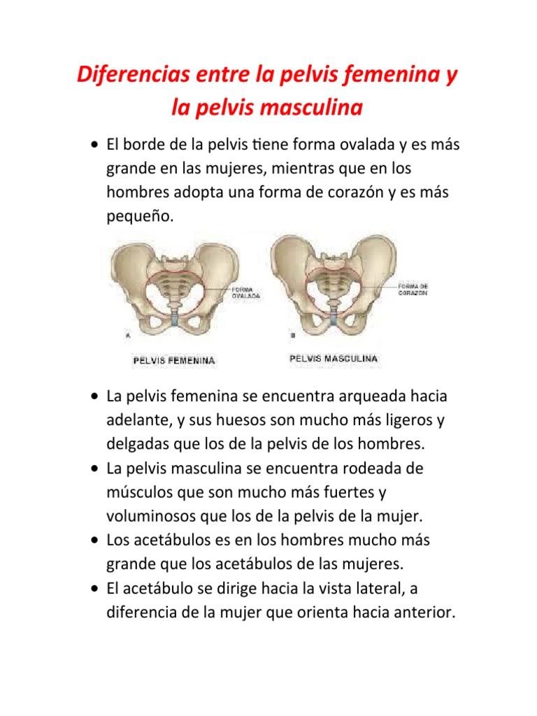 Diferencias Entre La Pelvis Femenina y La Pelvis Masculina | PDF