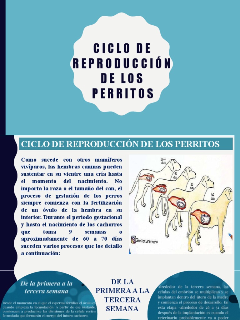 Ciclo de Reproducción de los Perros | PDF | Cocina, comidas y vino