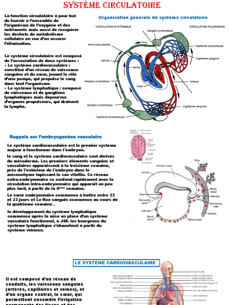 Système Circulatoire | PDF | Vaisseau sanguin | Veine