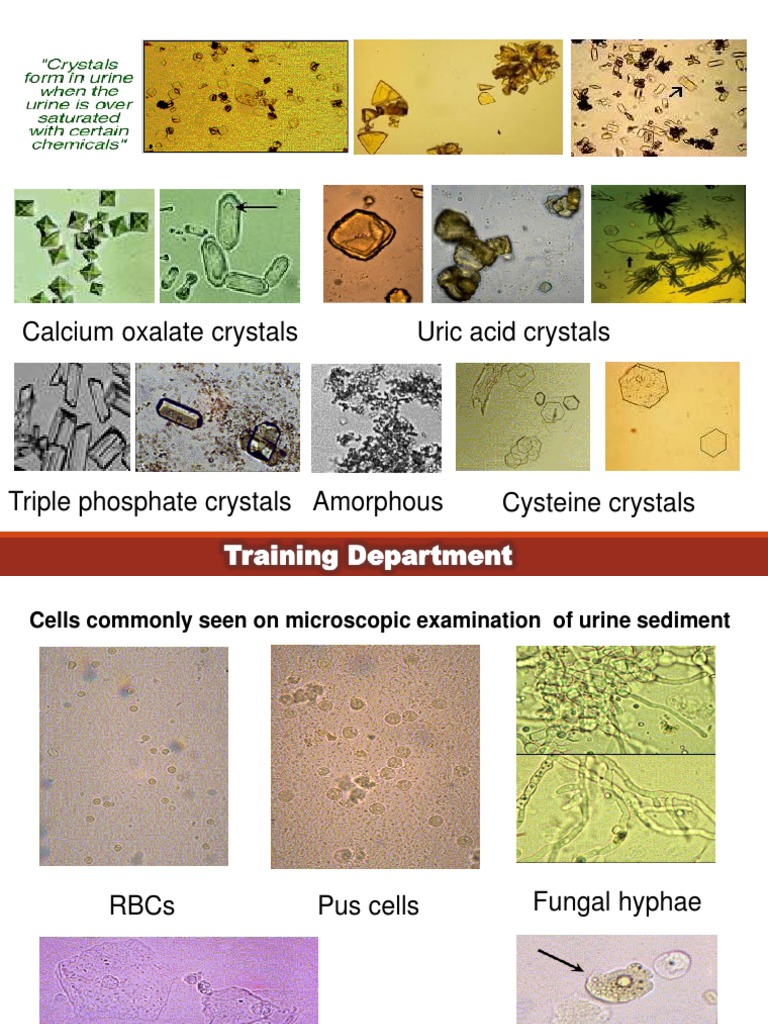 Parasitology (Pictures) | PDF