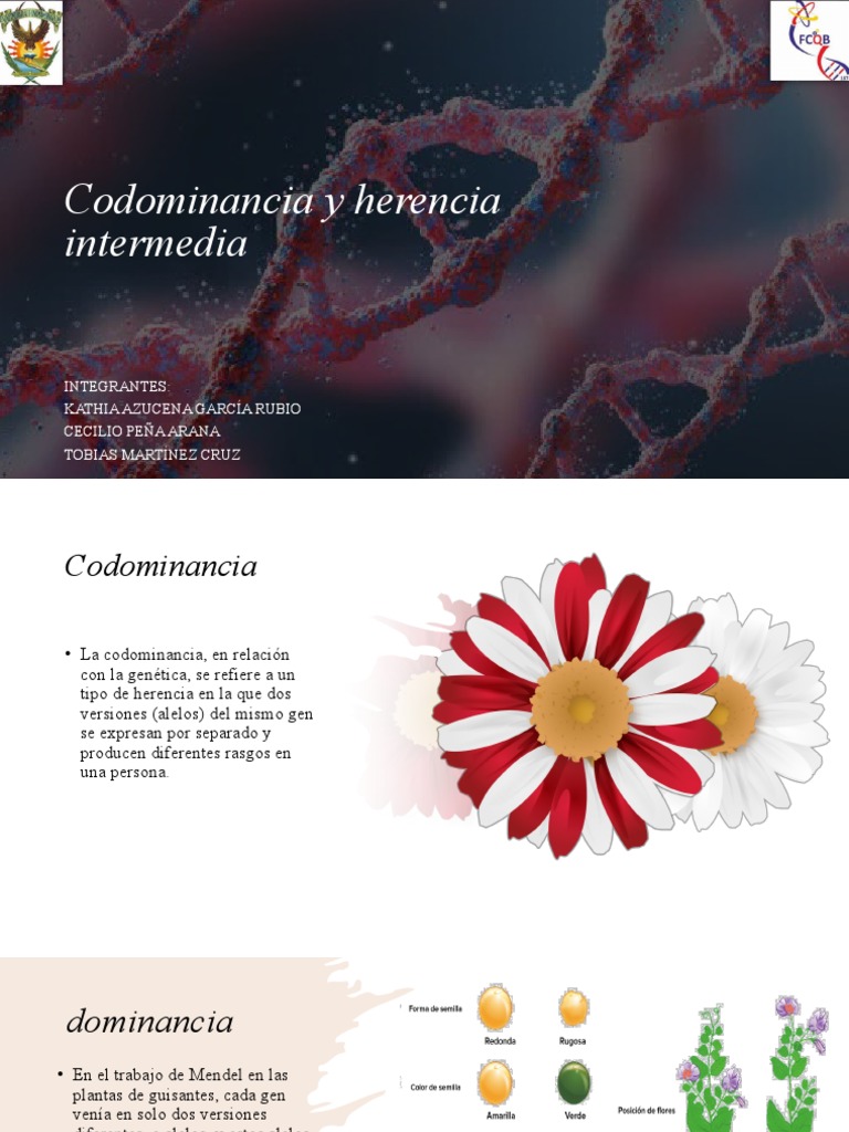 Codominancia y Herencia Intermedia Terminado | PDF | Dominancia ...