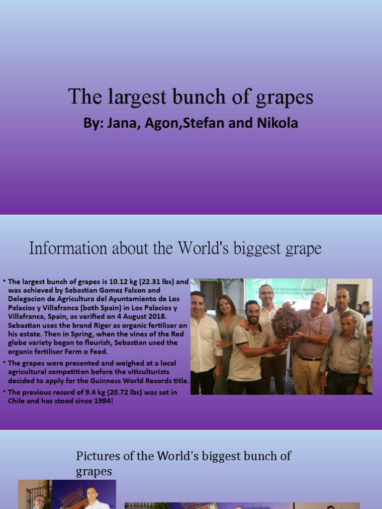 The Largest Bunch of Grapes | PDF | Vitis | Grape