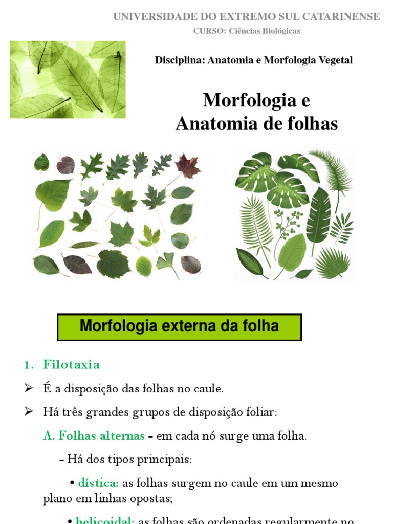 Morfologia e Filotaxia das Folhas | PDF | Folha | Bud