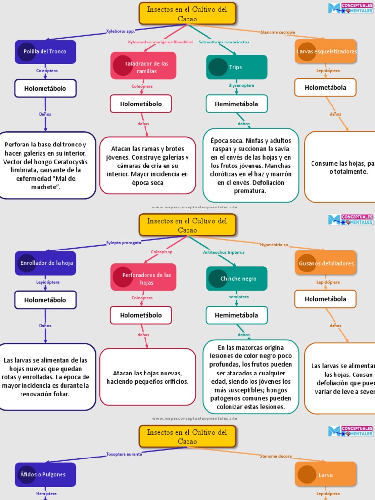 Mapa Conceptual | PDF | Insectos | Insectos y humanos