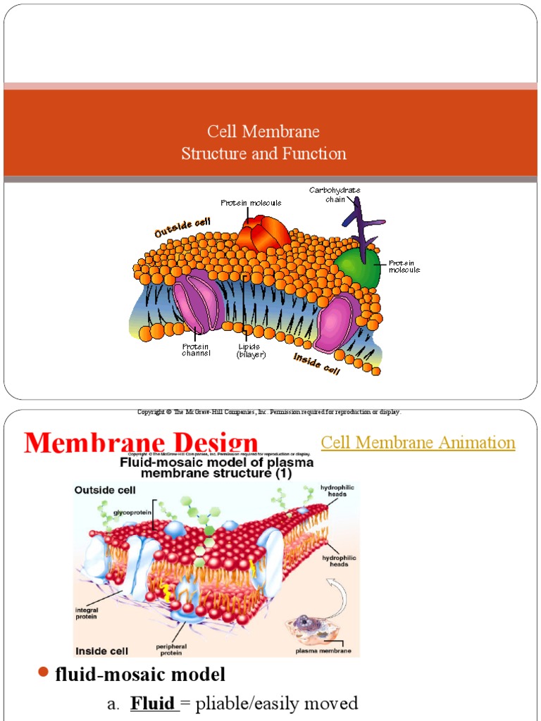 Cell Membrane Structure | PDF | Lipid Bilayer | Cell Membrane