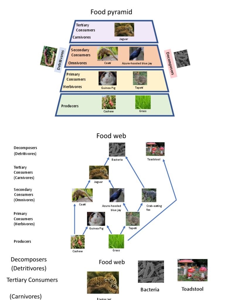 Rainforest Food Pyramid