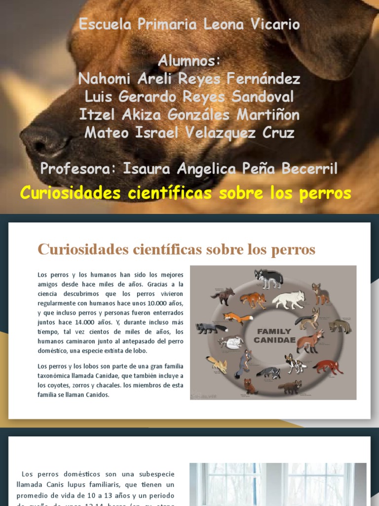 Curiosidades Científicas de Los Perros | PDF | del perro | Organismos