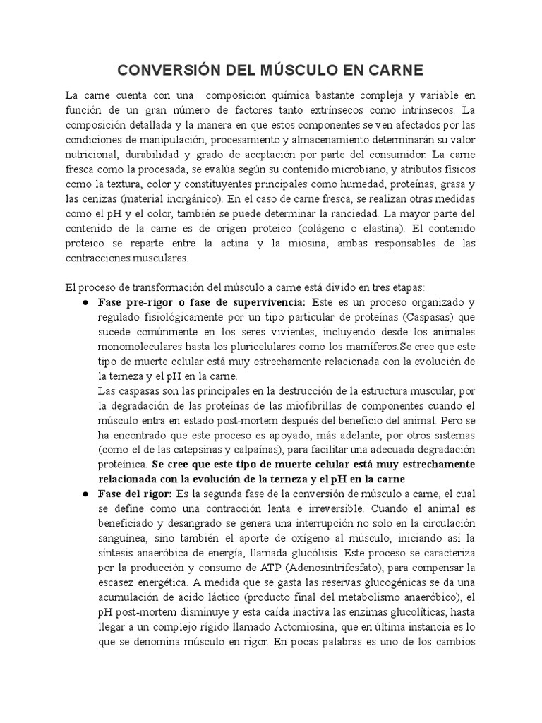 Conversión Del Músculo en Carne | PDF | Carne | Proteínas