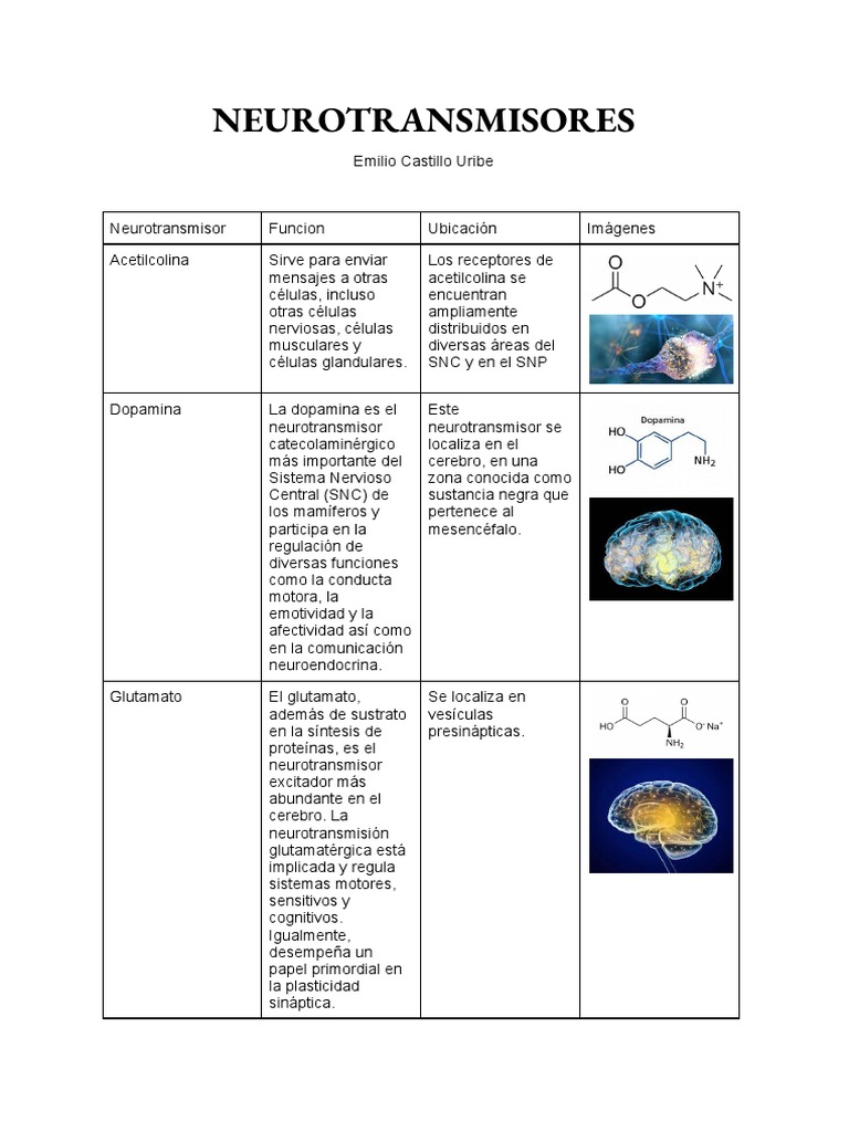 Los principales neurotransmisores del sistema nervioso y sus funciones | PDF | Norepinefrina ...