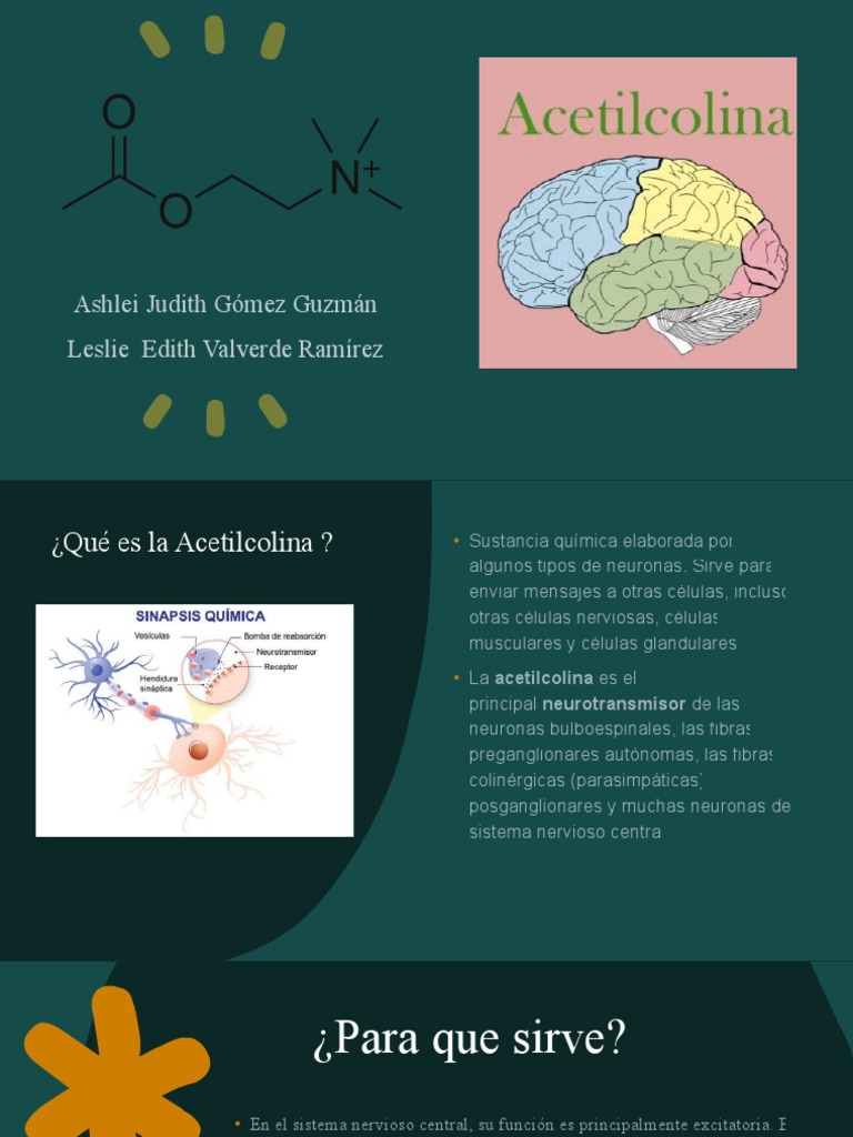 Acetilcolina | PDF | Acetilcolina | Sinapsis