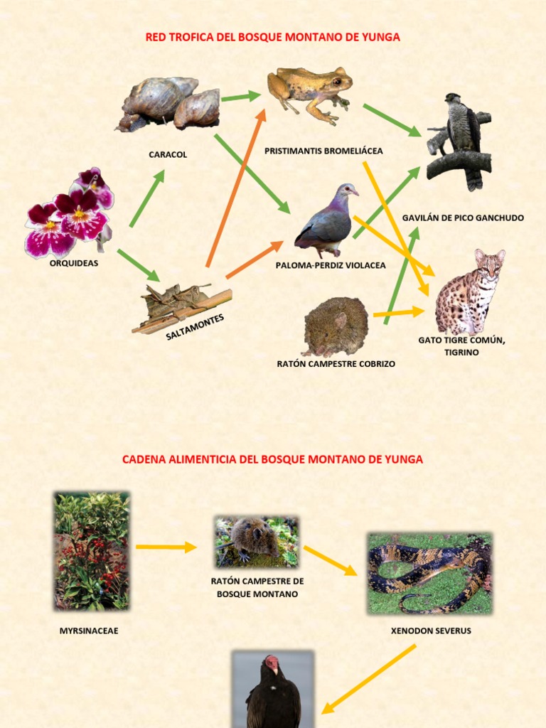 La compleja red trófica del bosque montano de Yunga que mantiene la ...