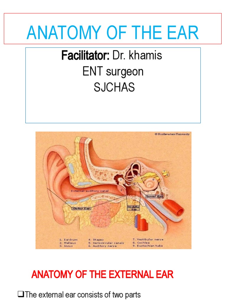Anatomy of The Ear | PDF | Ear | Human Anatomy