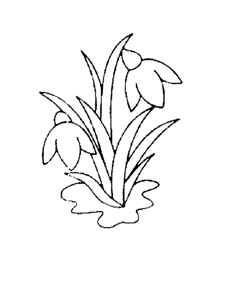 Ghiocei de Colorat | PDF