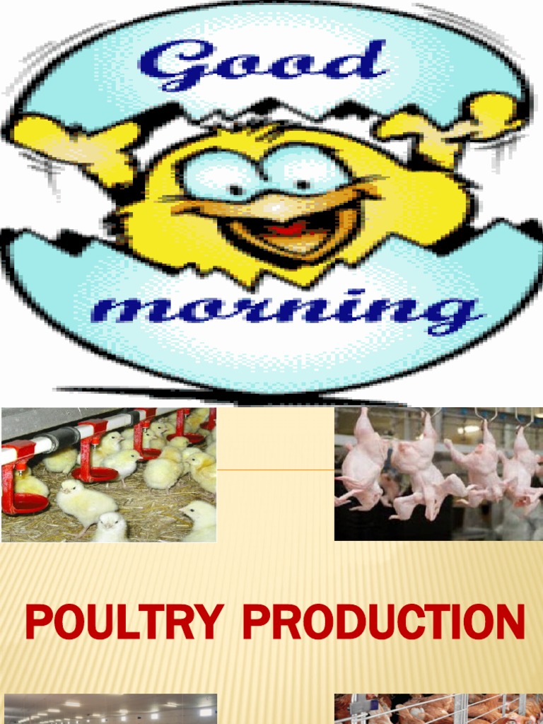Ansc002 Class Poultry | PDF | Chicken | Broiler