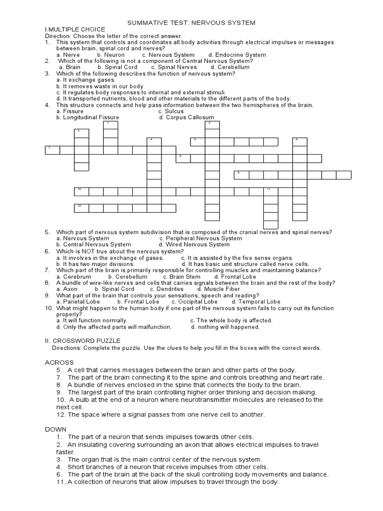 Nervous System Summative Test | PDF | Nervous System | Central Nervous ...
