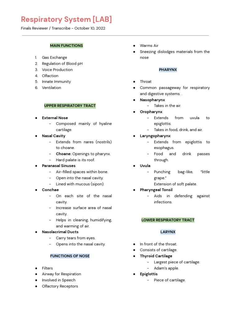 AP - Respiratory System | PDF | Respiratory Tract | Lung