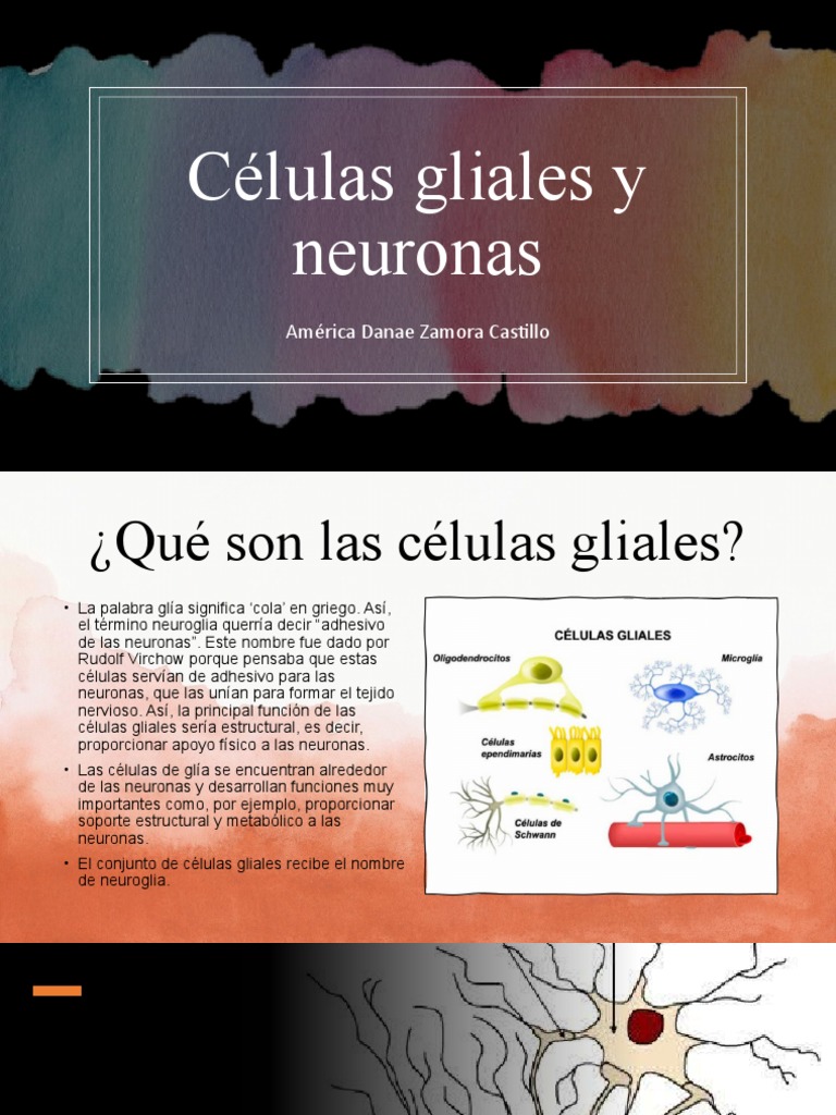 Células Gliales y Neuronas BASES BIOLOGICAS | PDF | Mielina | Axon