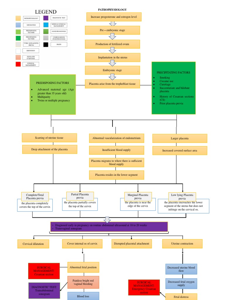 PATHOPHYSIOLOGY - Placenta Previa | PDF | Placenta | Uterus