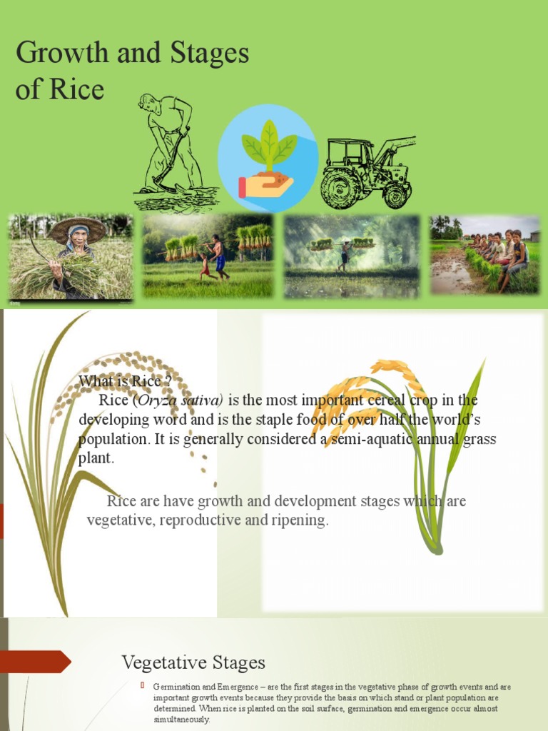 Stages of Rice Growth and Development | PDF | Leaf | Plants