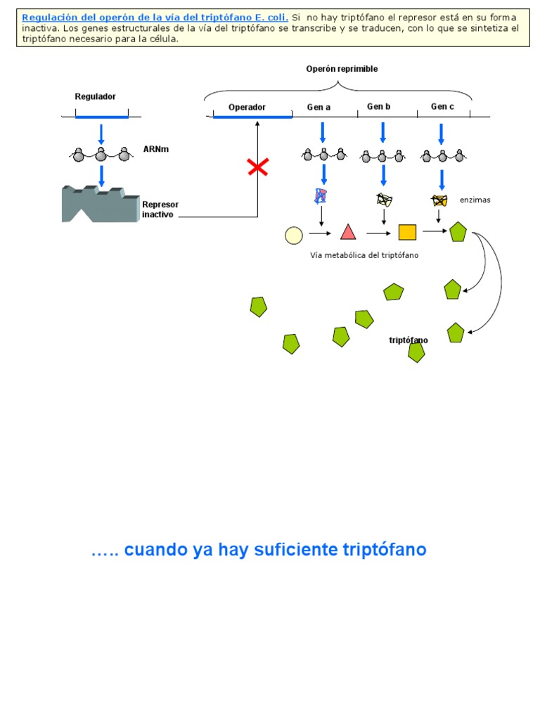 Operon Trip | PDF