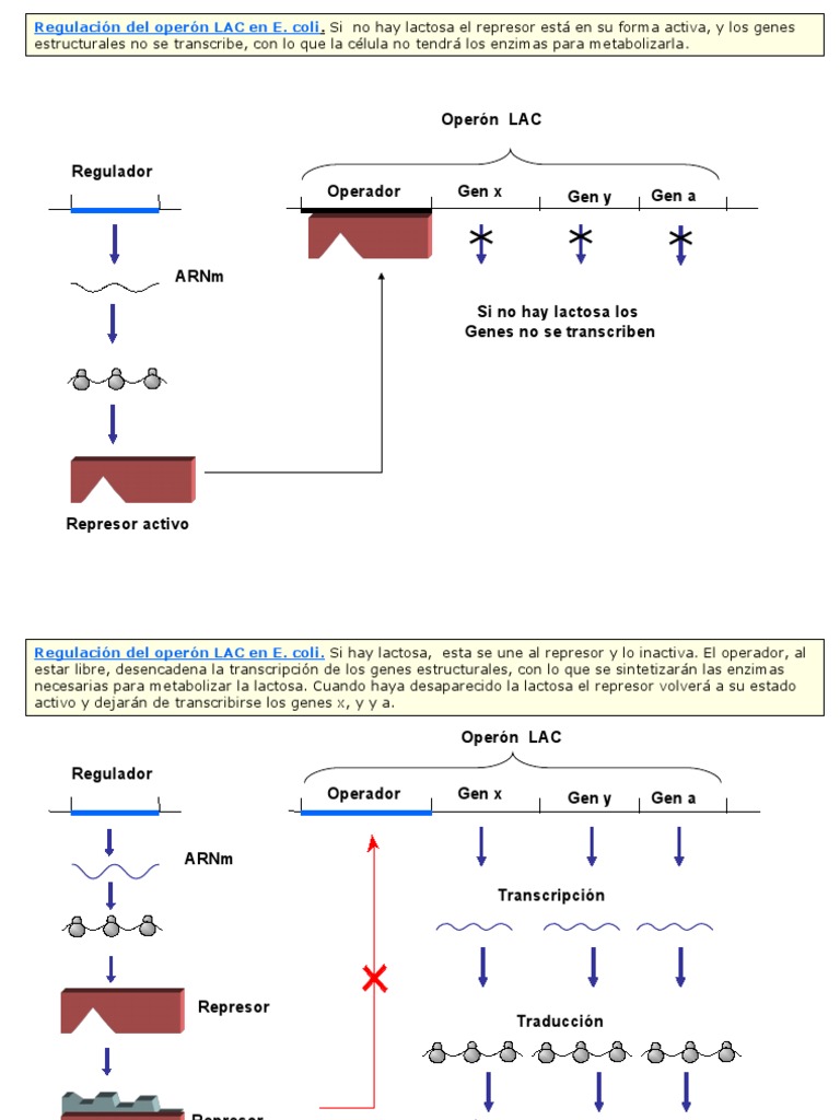 Regulación del operón LAC en E. coli | PDF