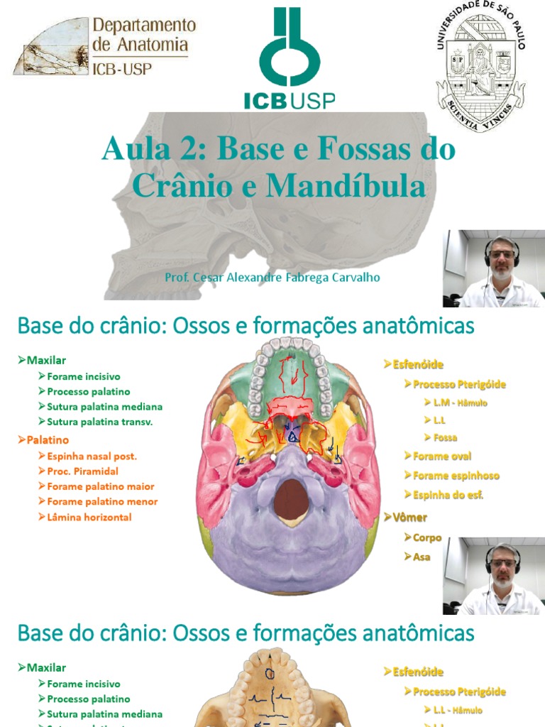 Estruturas Ósseas da Base do Crânio, Fossas Cranianas e Mandíbula | PDF ...