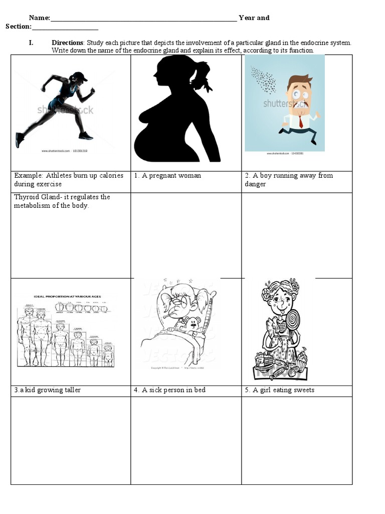 Endocrine Activity 1 | PDF