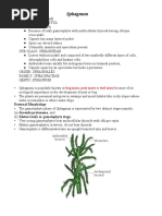 Nephrolepis Morphology and Life Cycle | PDF | Leaf | Tissue (Biology)
