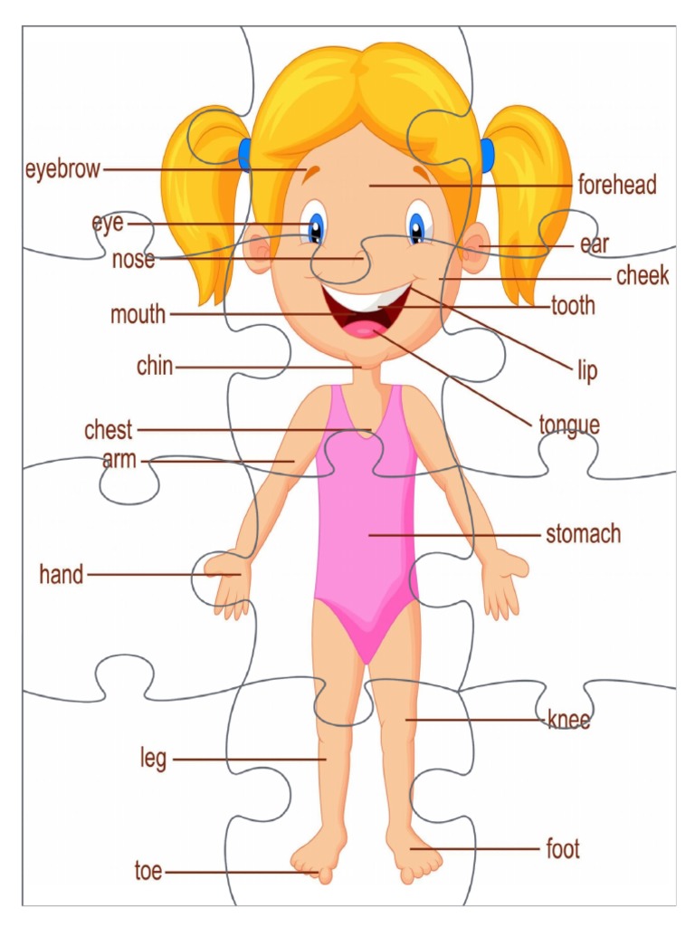 Partes Del Cuerpo Rompecabezas | PDF