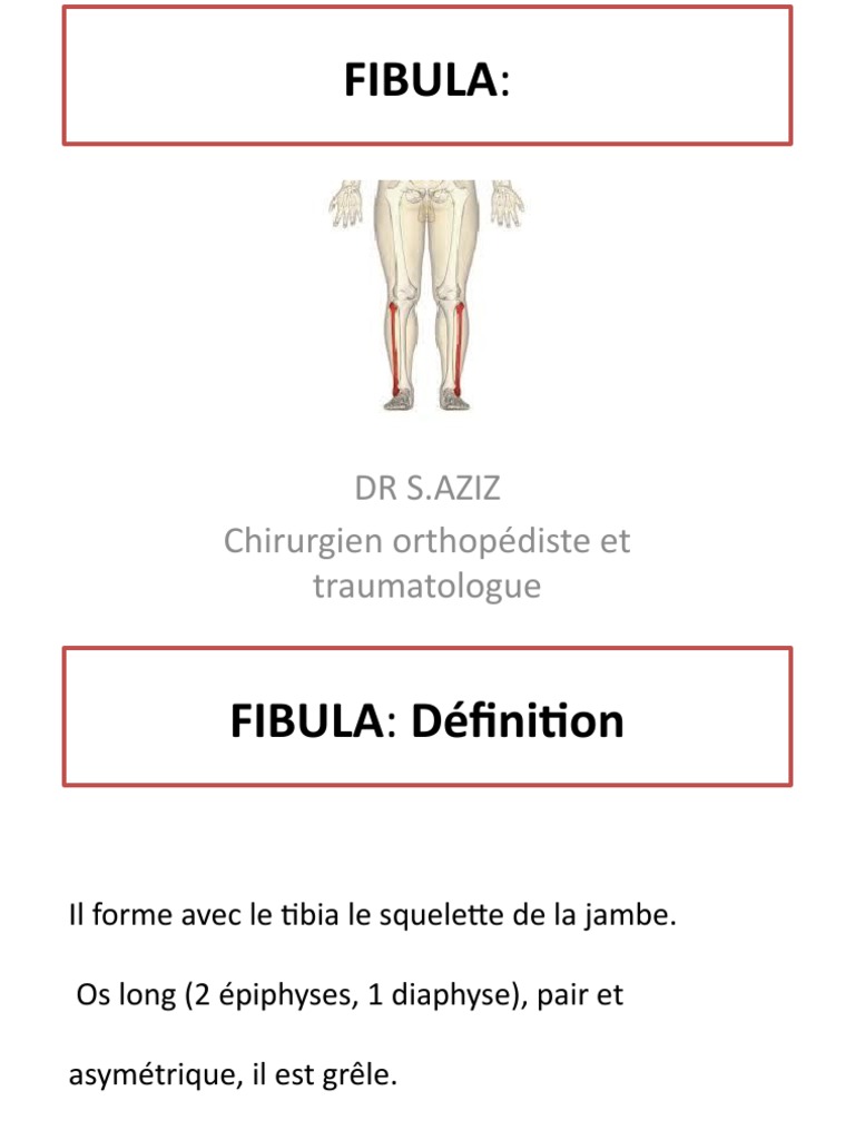 6 Fibula | PDF