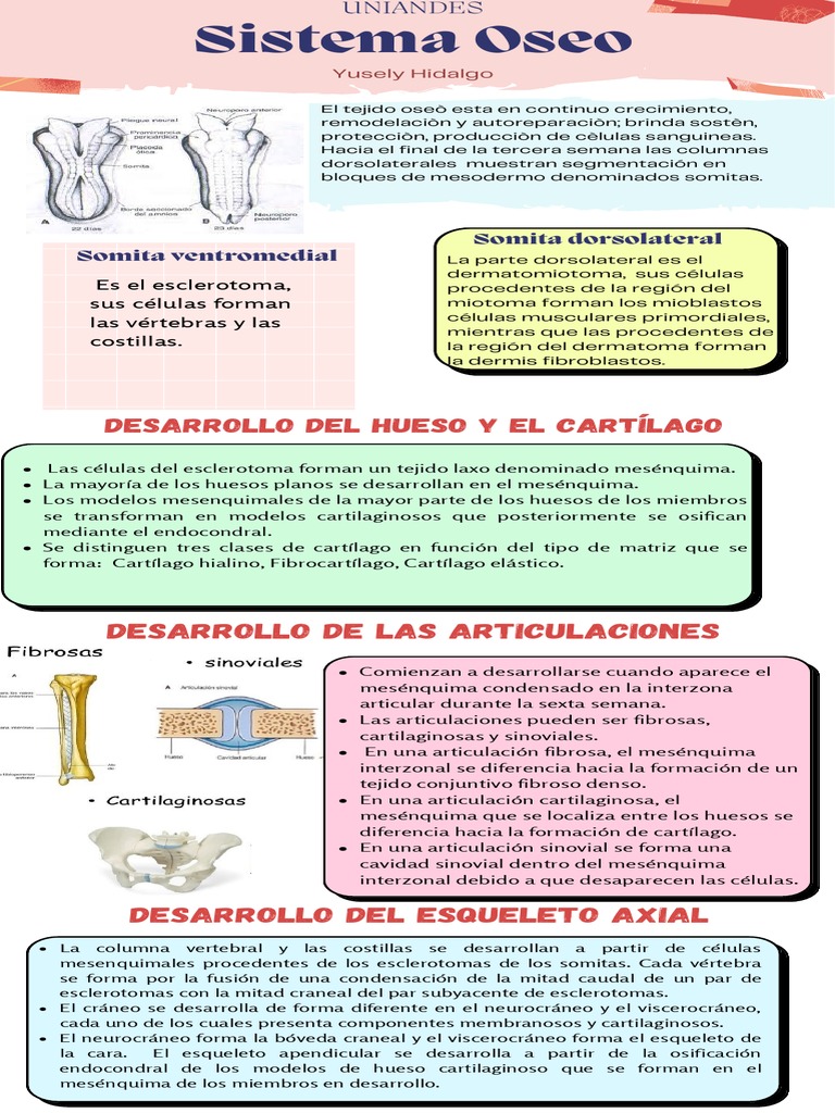 Sistema Oseo Pdf Articulación Esqueleto
