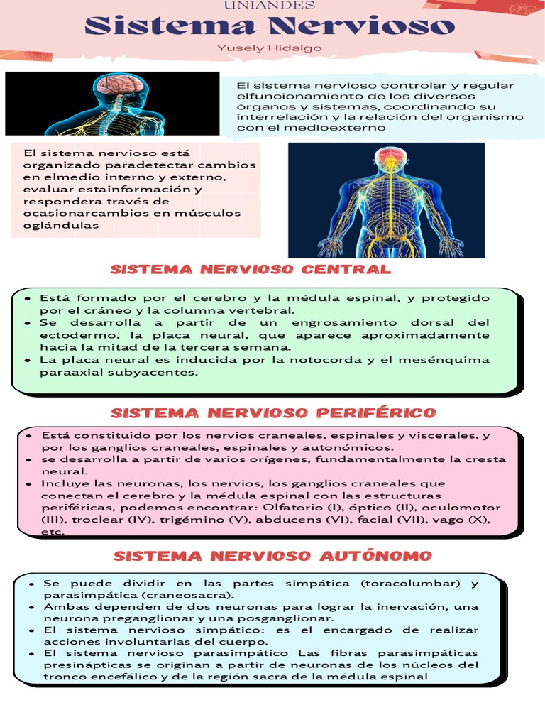 Sistema Nervioso | PDF
