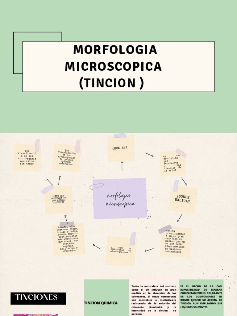 Morfologia Microscopica (Tincion) | PDF | Tinción | Las bacterias