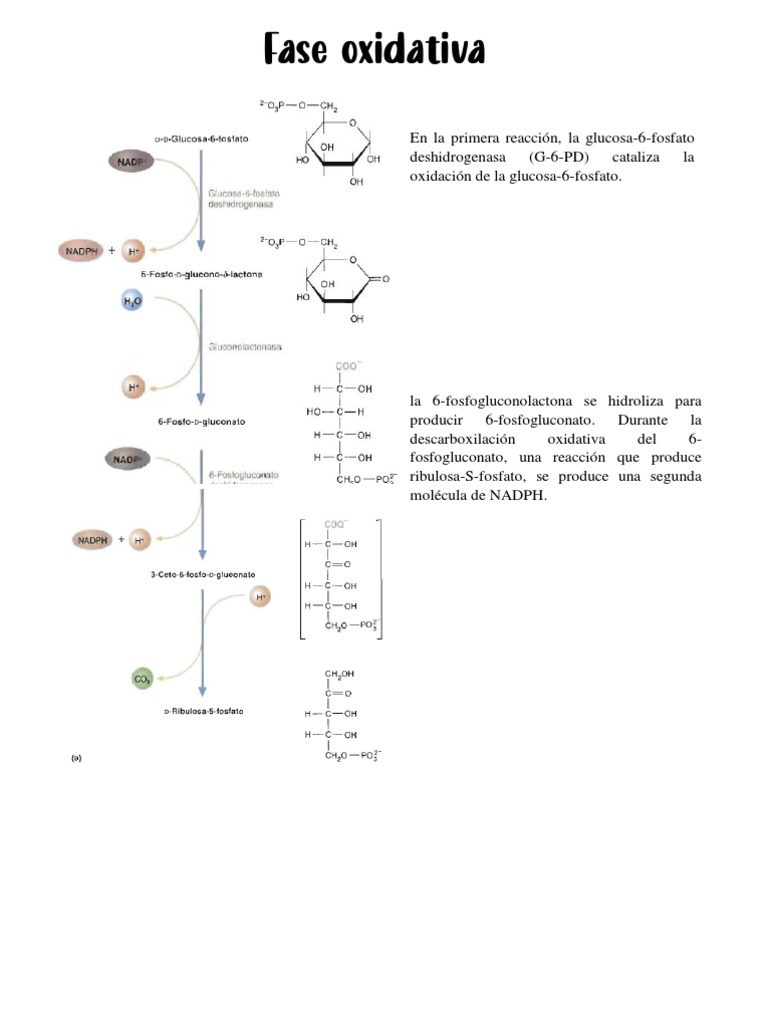 Ruta de las Pentosas Fosfato: Fases Oxidativa y No Oxidativa | PDF ...