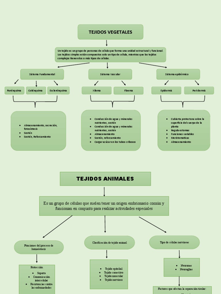 Mapa Conceptual Tejidos Vegetales 2 | PDF | Tejido (biología ...