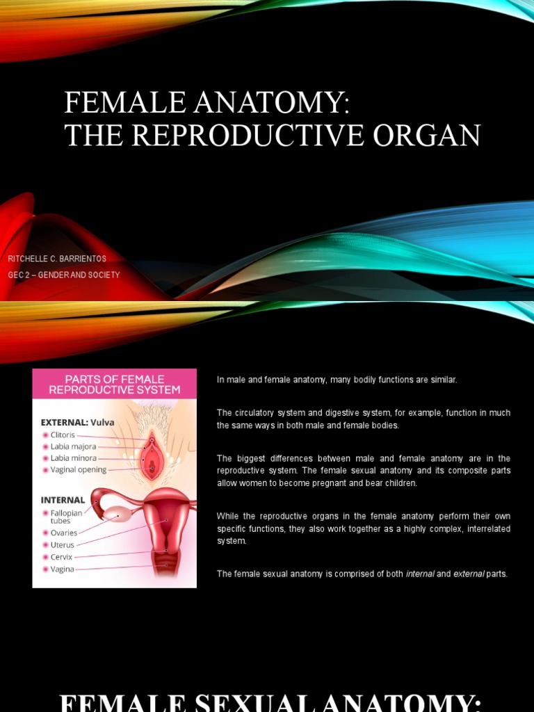 Female Anatomy | PDF | Vagina | Labia