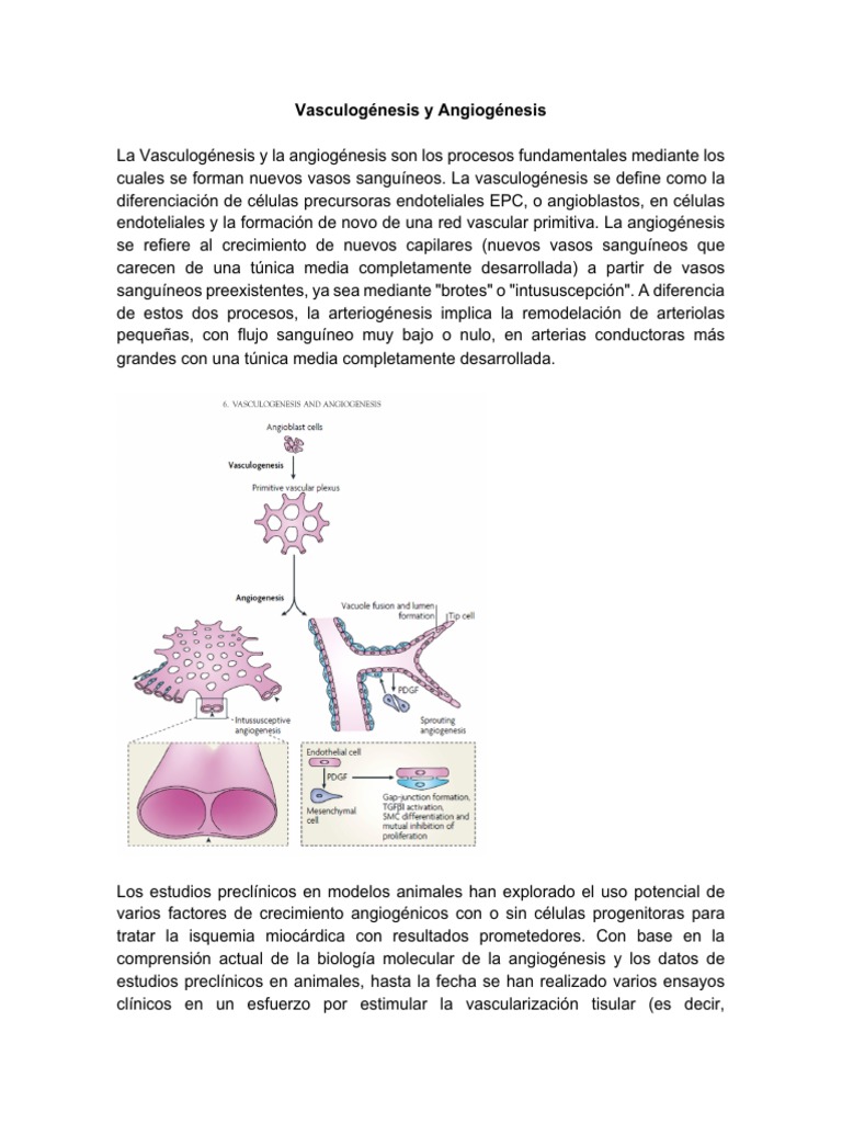 Vasculogénesis y Angiogénesis | PDF | Angiogénesis | Sistema cardiovascular