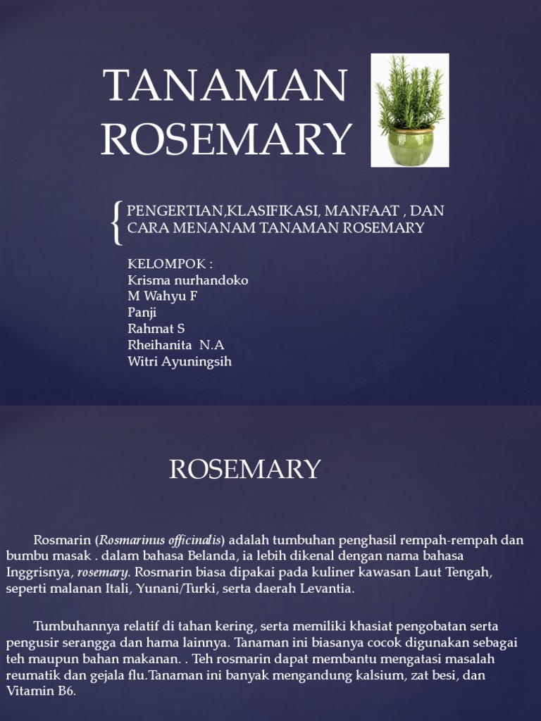 Tanaman Rosemary | PDF