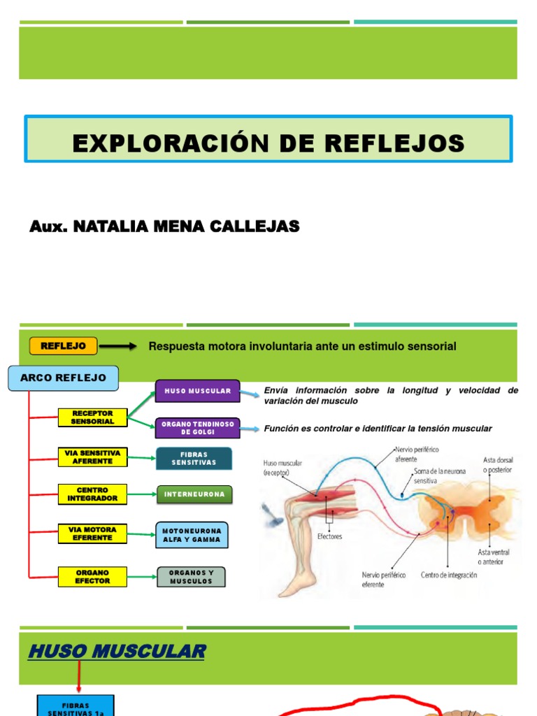 REFLEJOS d2 | PDF | Materia gris | Neurociencia