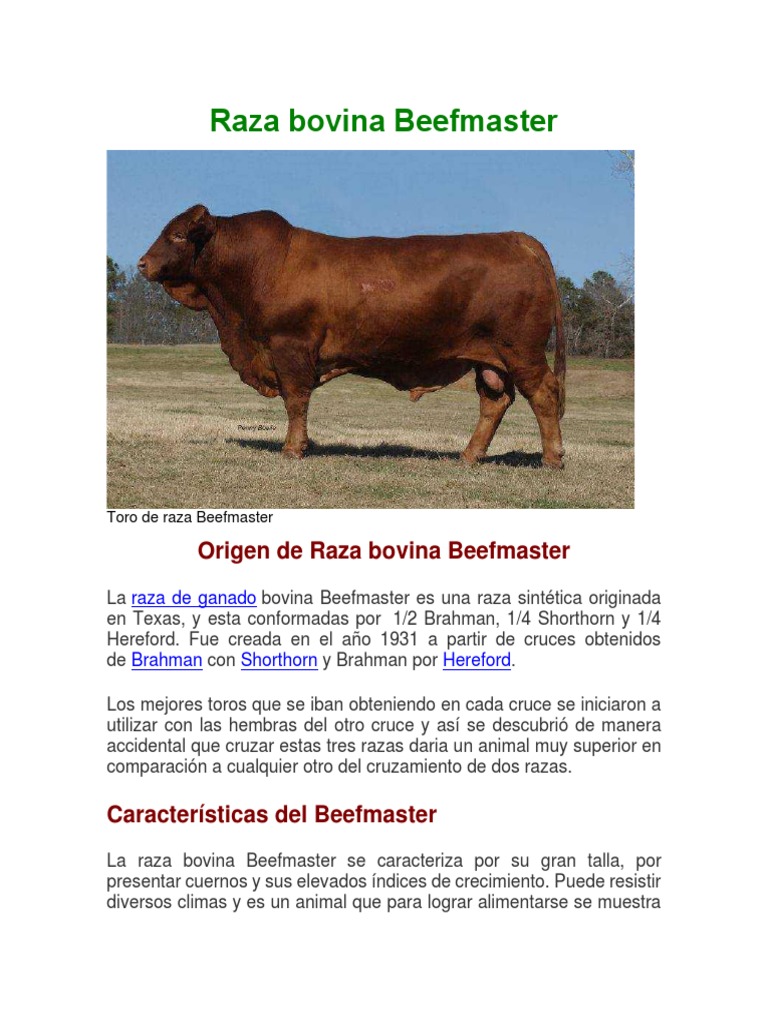 Raza Beefmaster | PDF | Vacas | Animales domesticados