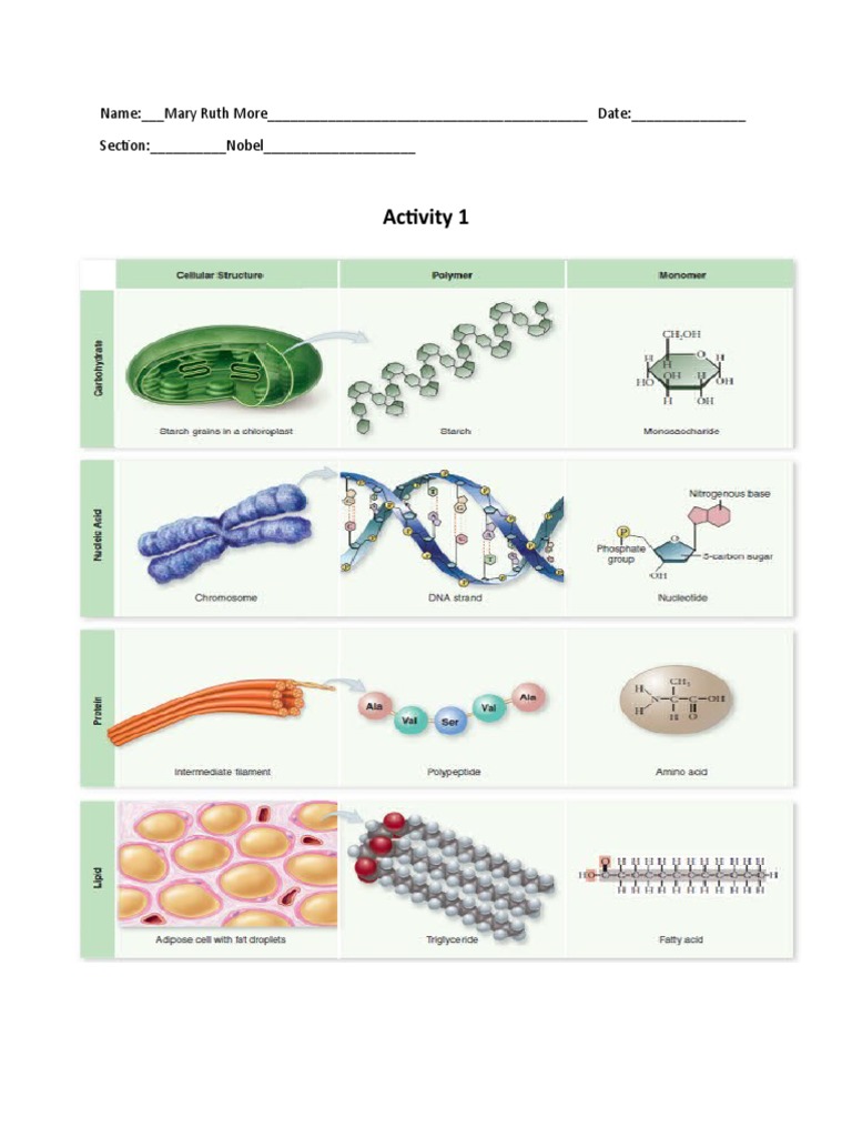Biomolecules - Activity | PDF