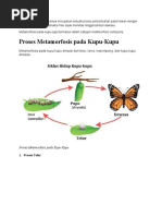 Kelompok 5 (Tahap Metamorfosis Pada Kupu - Kupu) | PDF