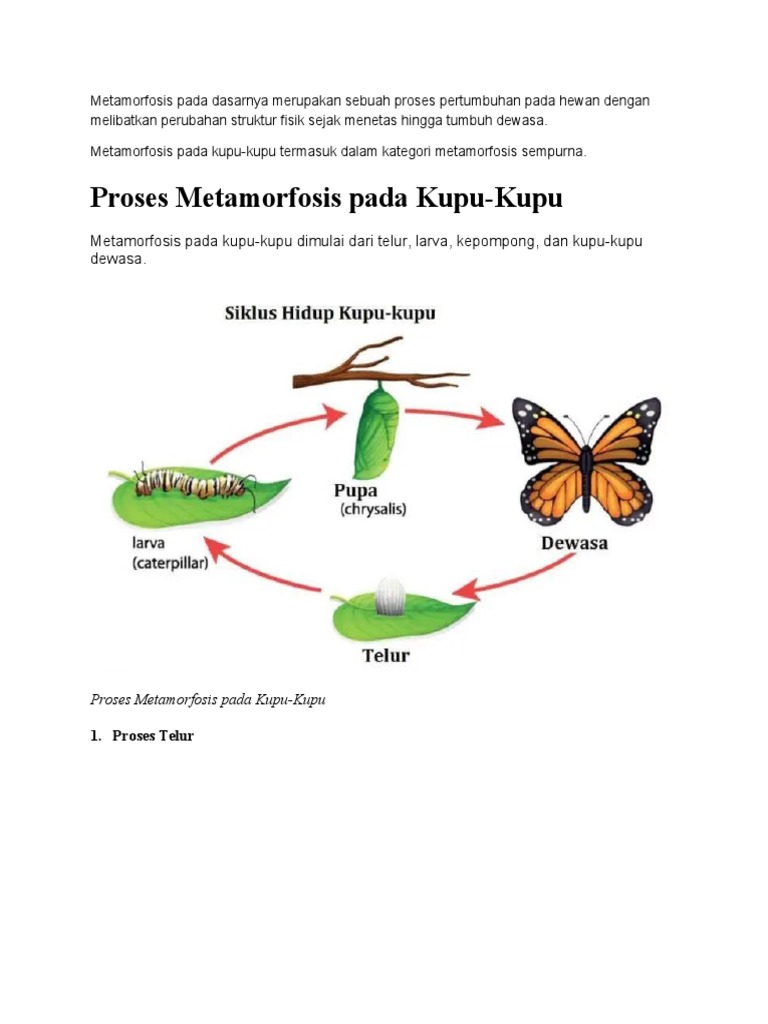 Metamorfosis Kupu - Kupu | PDF