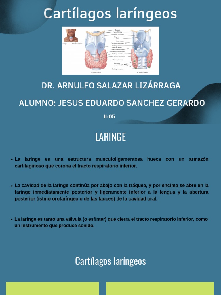 Cartílagos de La Laringe | PDF | Laringe | Anatomía humana
