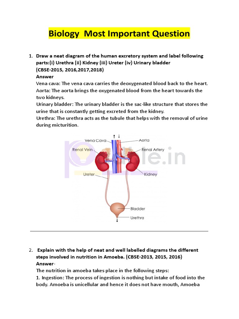 Biology Class 10 - Most Important Questions | PDF | Plant Hormone | Flowers