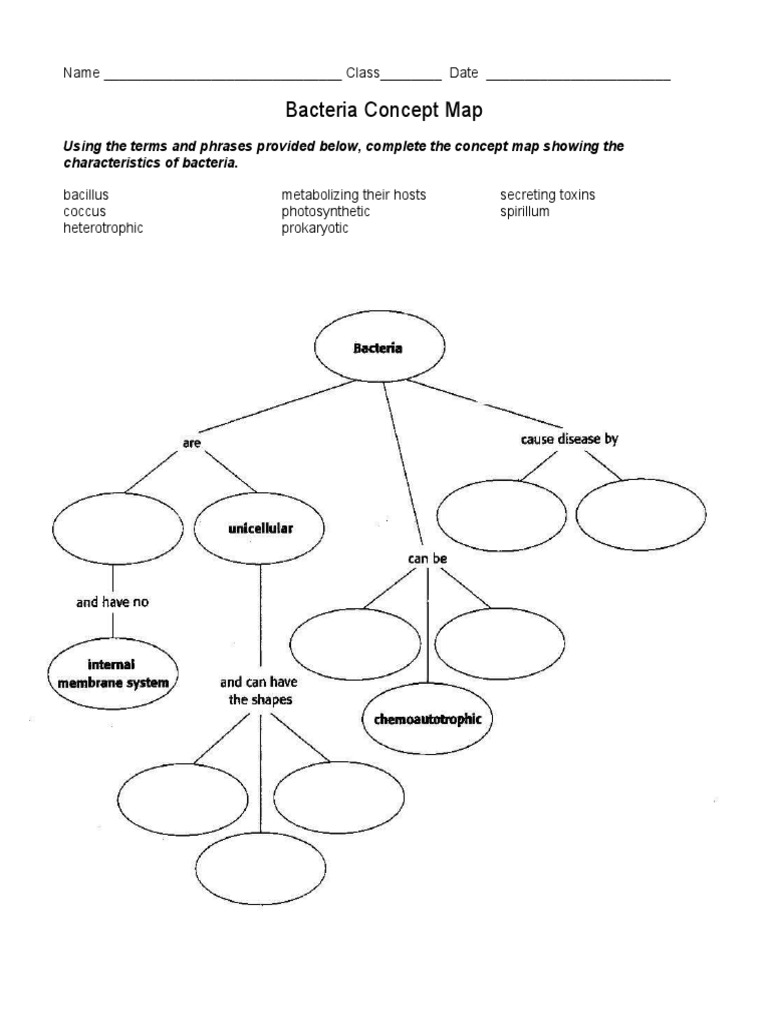 Bacteria Concept Map Activity | PDF | Technology & Engineering
